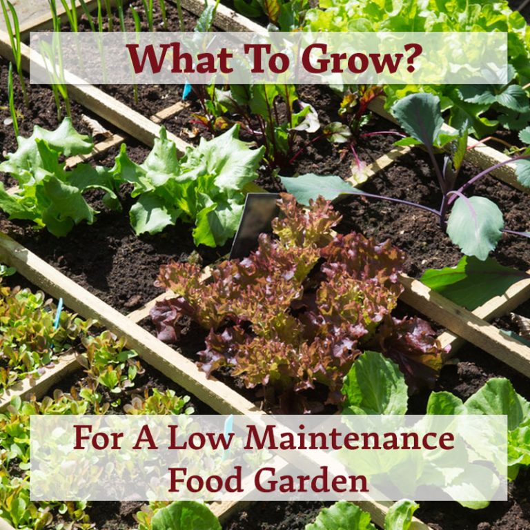 What Fruits & Vegetables To Grow For A Low Maintenance Food Garden?