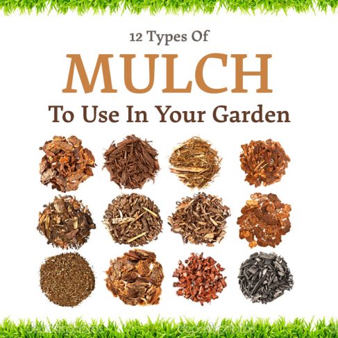 12 Types of Mulch that You Can Use In Your Garden