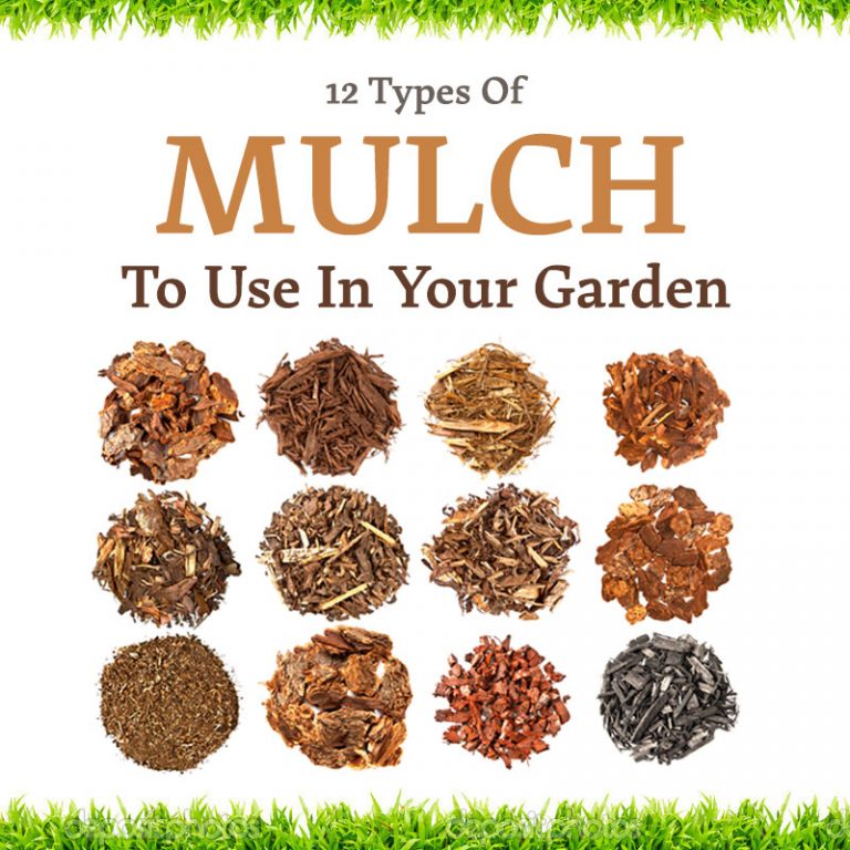 12 Types of Mulch that You Can Use In Your Garden