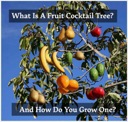 What Is A Fruit Cocktail Tree? (AND HOW DO YOU GROW ONE)