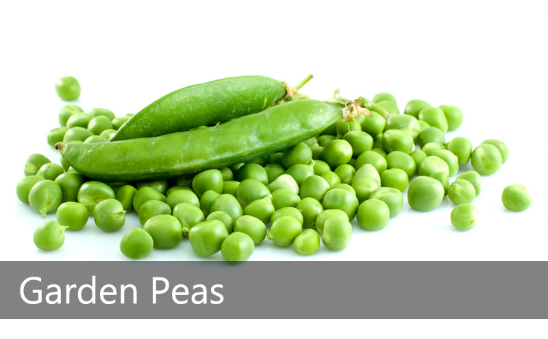 Know Your Peas: Snow Peas vs Sugar Snap Peas vs Garden Peas